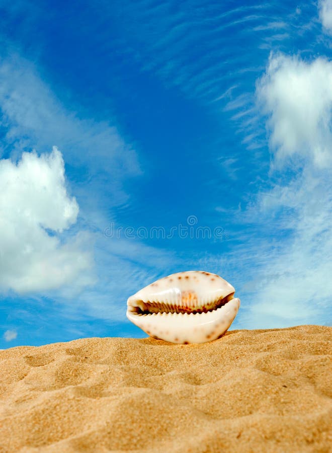 Seashell stock photo. Image of beautiful, card, decoration - 56874398