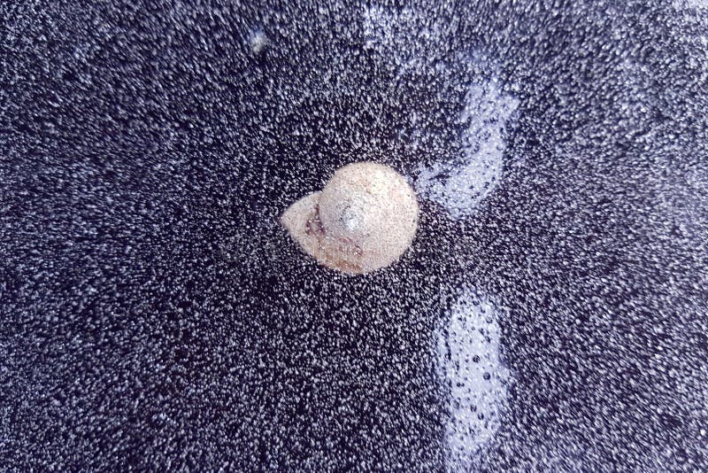 Seashell Inside Frozen Lake Stock Photo - Image of frozen, macro: 208503036