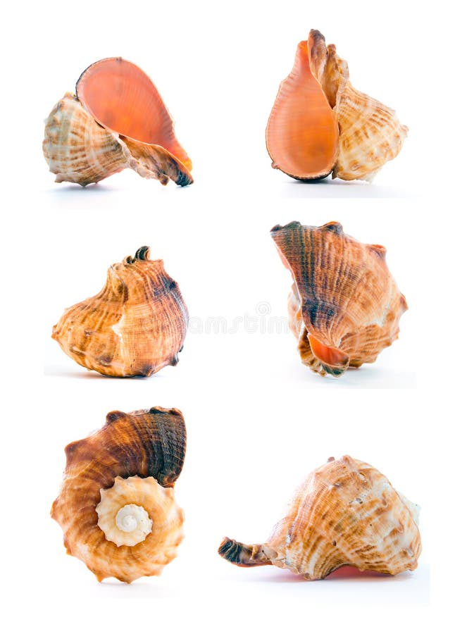 Seashell isolado no branco imagem de stock. Imagem de fractal - 23338305