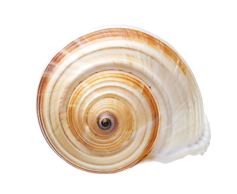 Seashell Isolado No Fundo Branco Foto de Stock - Imagem de forma ...