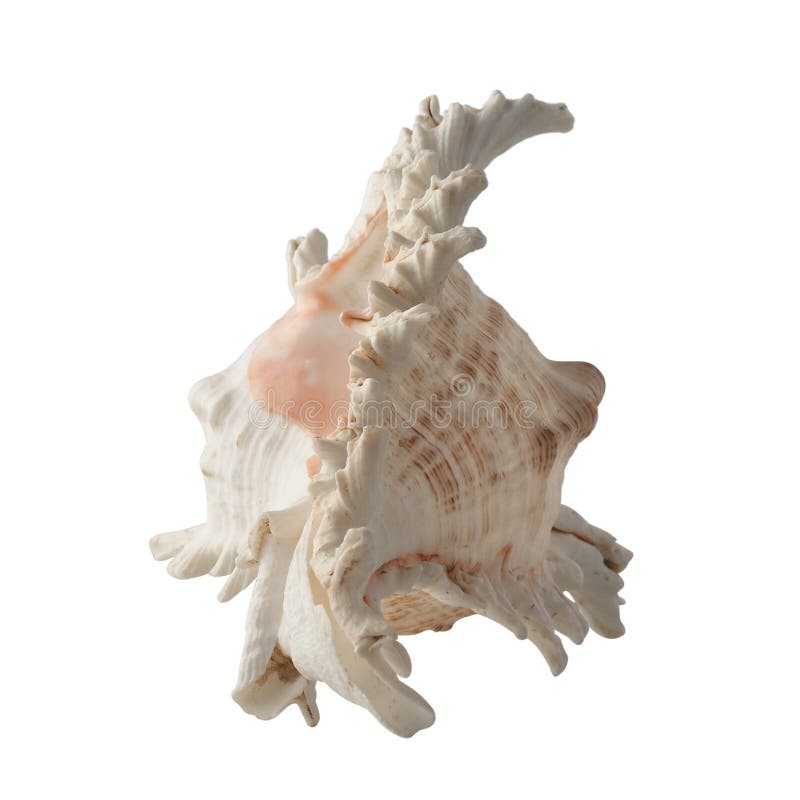 Seashell Isolado Sobre Fundo Branco Shell Para Design Imagem de Stock ...