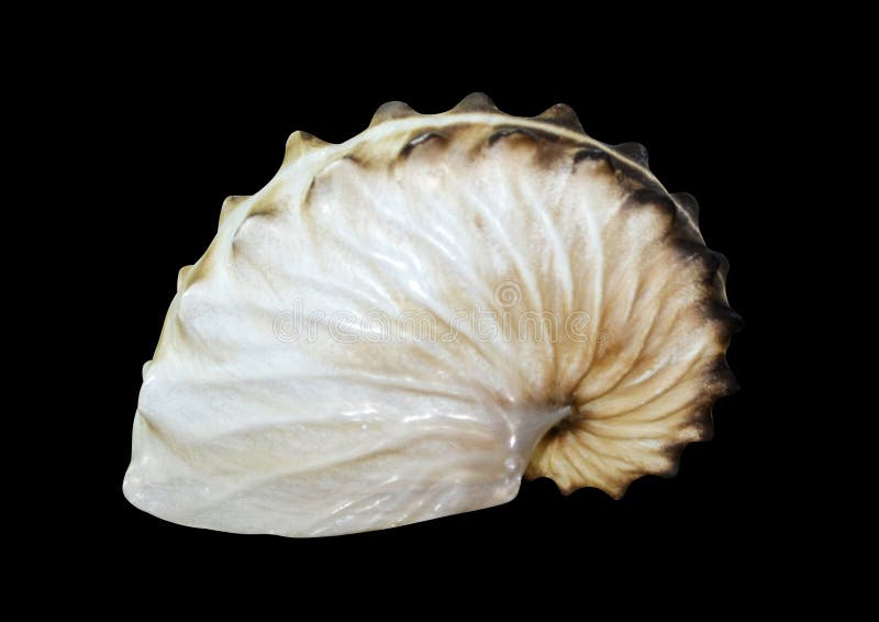 Seashell Isolated on Black Background Stock Image - Image of seashell ...