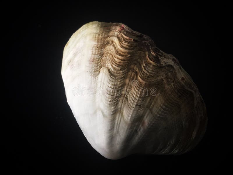 Sea shell stock photo. Image of black, isolated, shell - 103896776