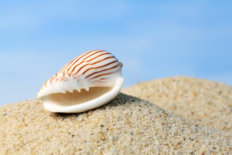 Seashell isolated on blue stock image. Image of idyllic - 4487859