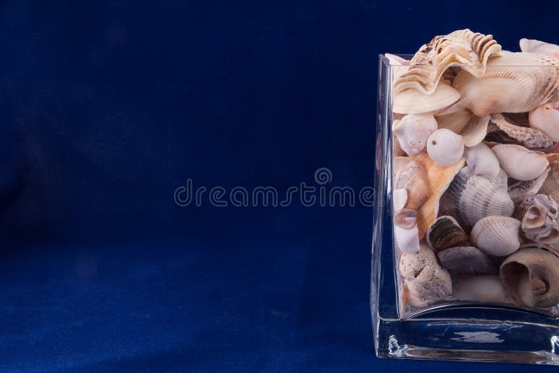 Seashell Isolated on the Blue Background Stock Photo - Image of ornate ...