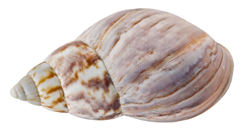 Seashell Isolated. Sea Snail on White Background Stock Photo - Image of ...