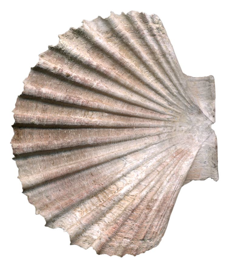 Seashell isolated on white stock image. Image of nature - 3254407