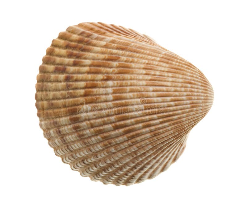 SHELL on WHITE stock image. Image of natural, white, exotic - 14514305