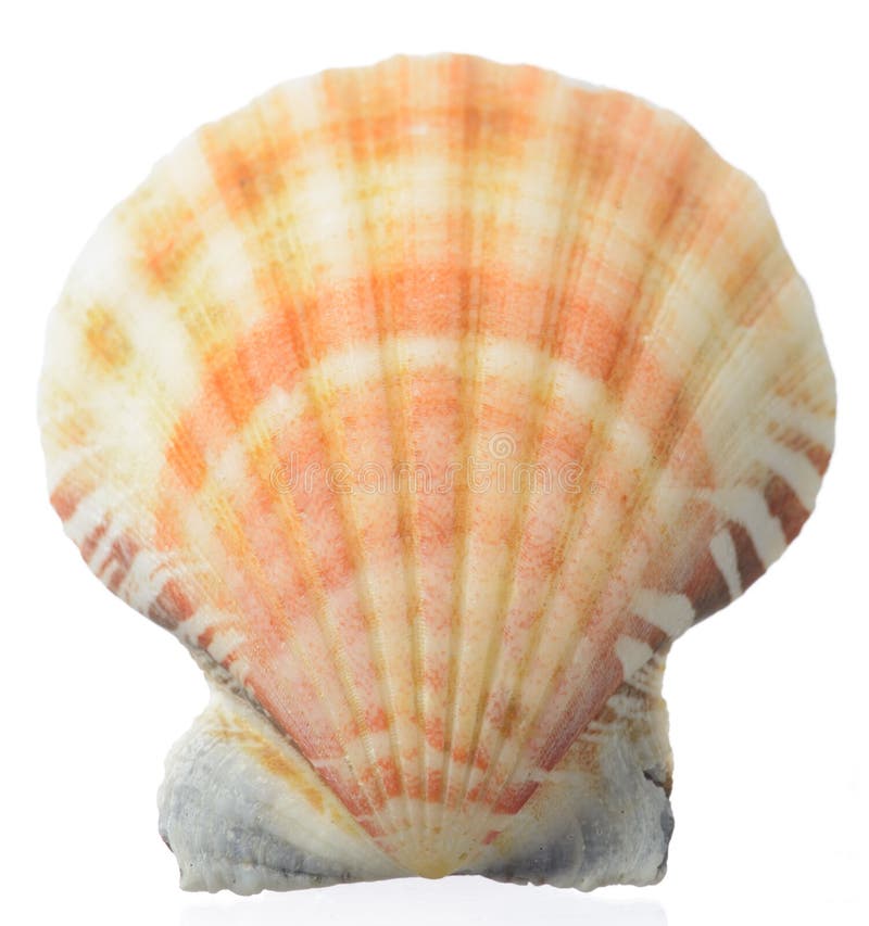 Seashell stock photo. Image of species, scallop, ocean - 118618