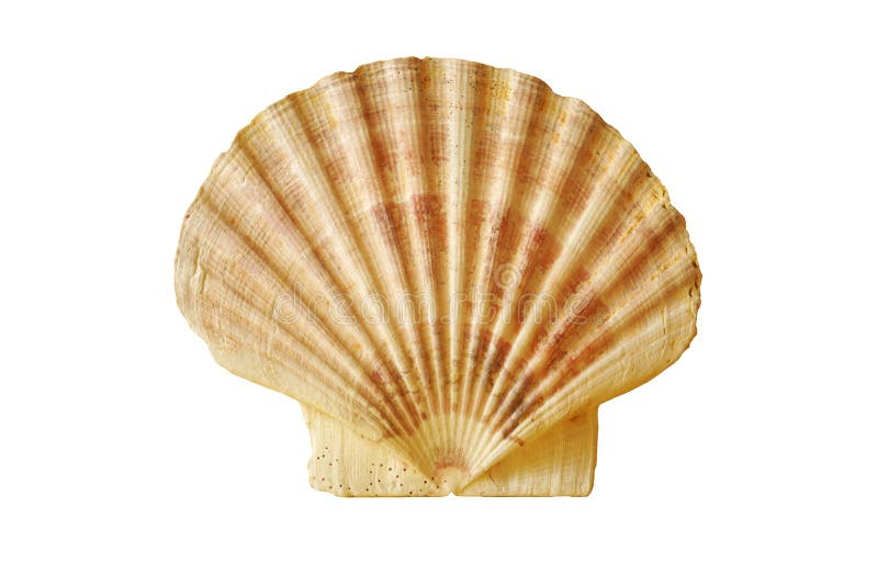 SHELL on WHITE stock image. Image of natural, white, exotic - 14514305