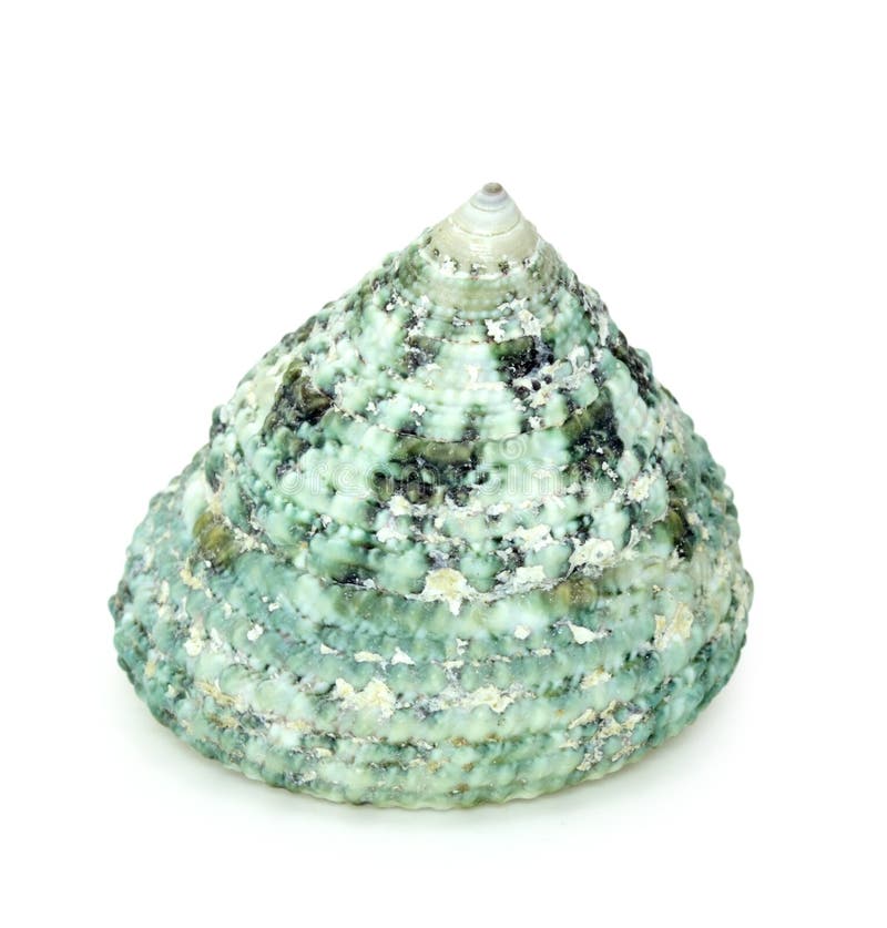 Seashell Isolated on White Background Stock Photo - Image of nature ...