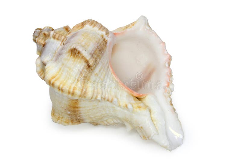 Bahamas sea shells stock photo. Image of tourist, bahamas - 808592