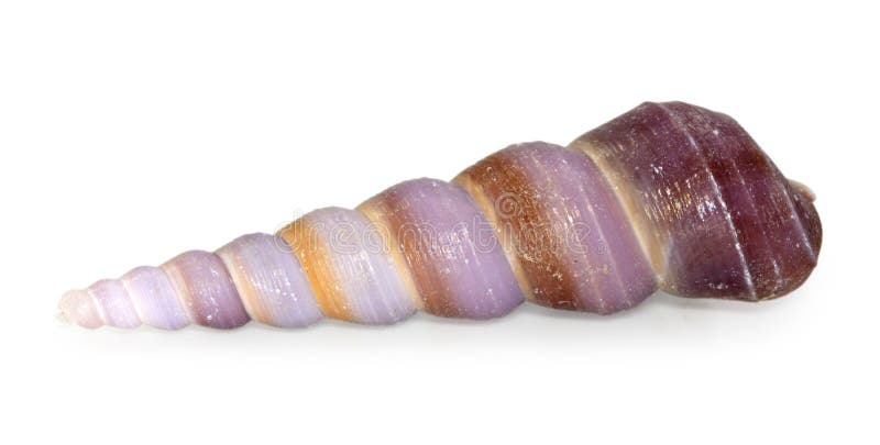 Seashell Isolated on White Background Stock Photo - Image of white ...