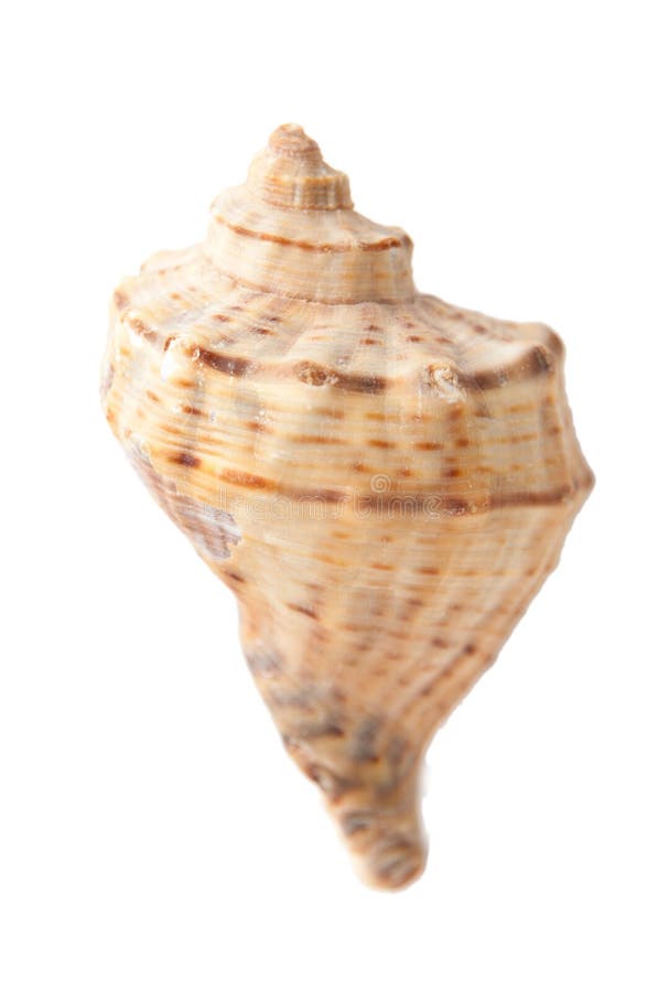 Seashell stock photo. Image of shells, isolated, spiral - 55305684