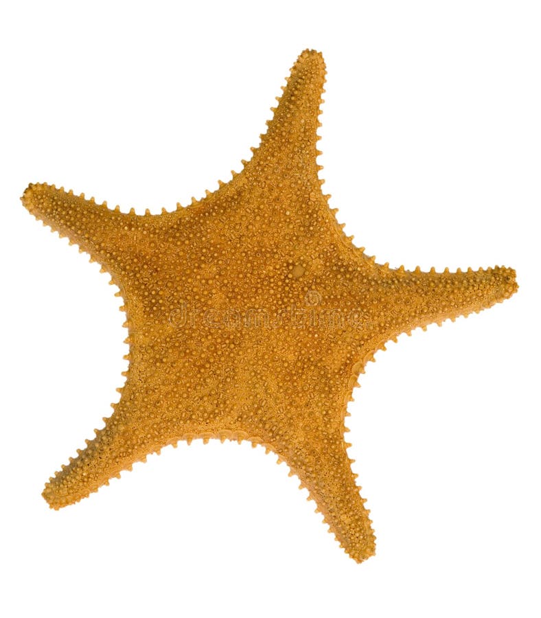 White starfish stock image. Image of close, details, echinoderm - 5829531