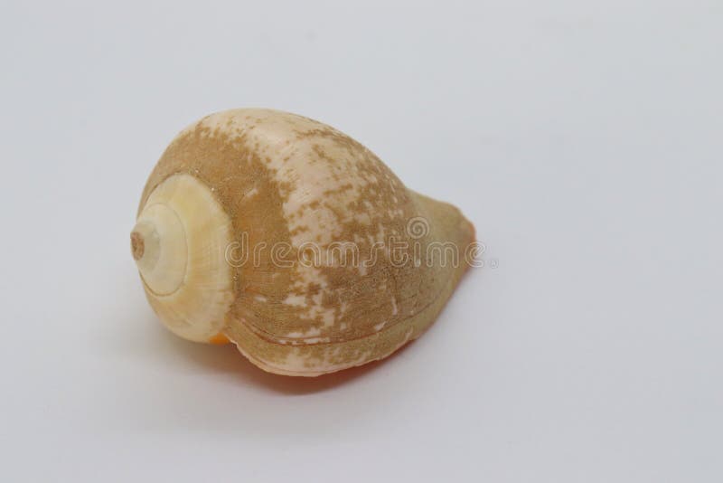Conch, Seashell Isolated on White Background Stock Photo - Image of ...