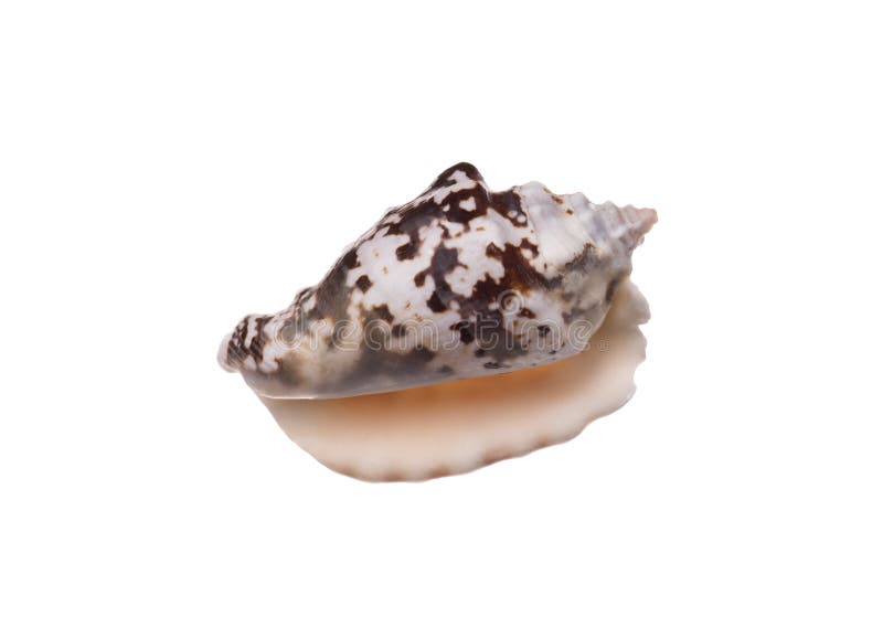 Seashell Isolated On White Background Stock Image - Image of ocean ...