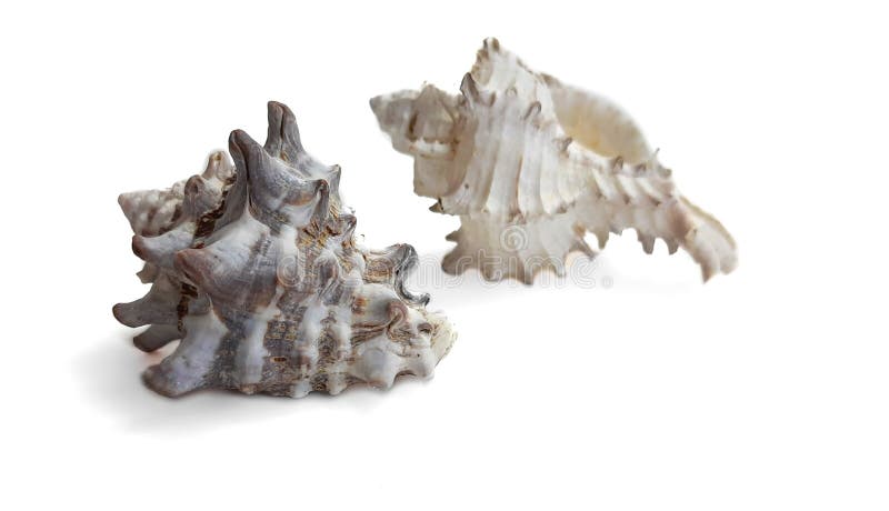225 Seashell Spikes Stock Photos - Free & Royalty-Free Stock Photos ...