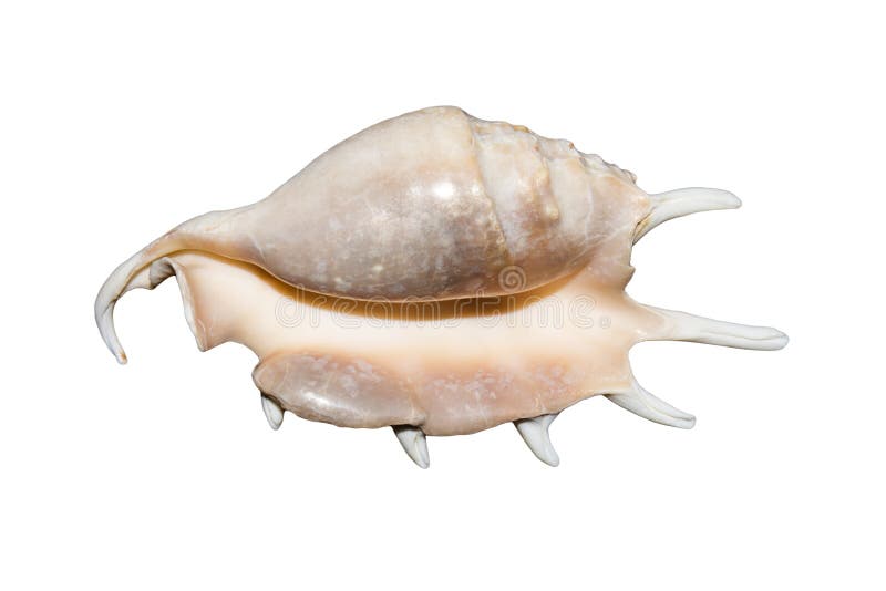 Seashell with Spikes on a Light Pink Background, Minimalism Stock Photo ...