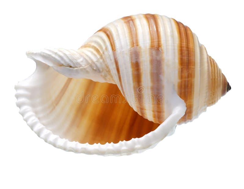 Seashell Isolated on White Background Stock Image - Image of beautiful ...