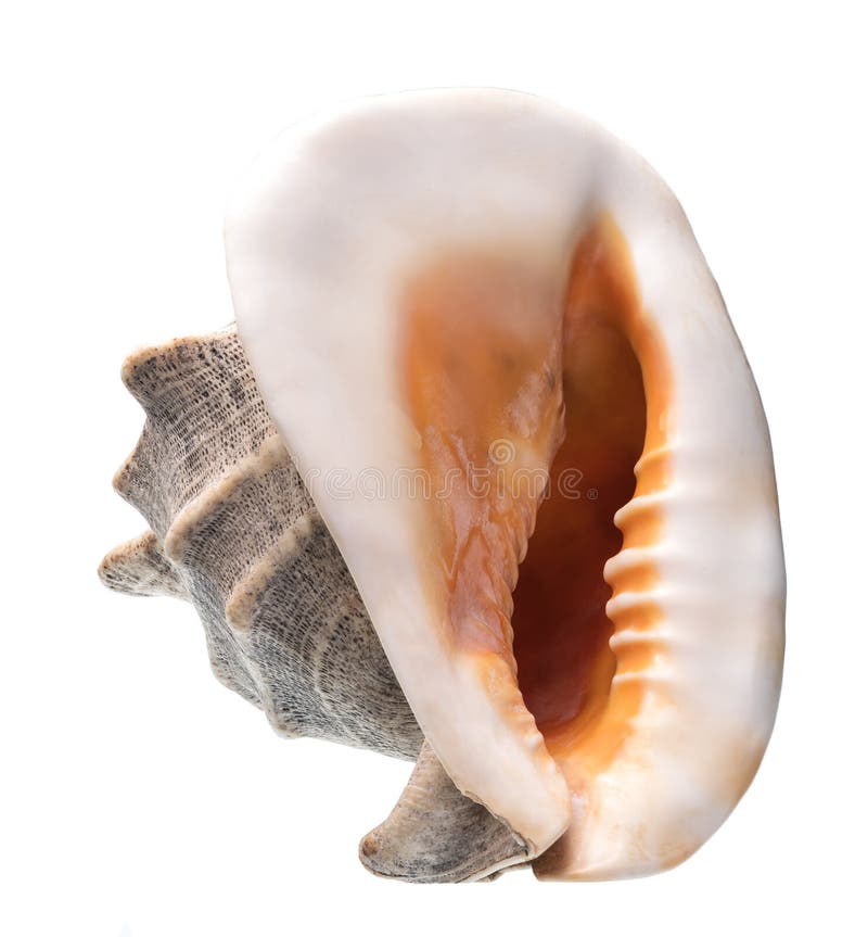 Seashell Isolated on White Background Stock Photo - Image of life ...