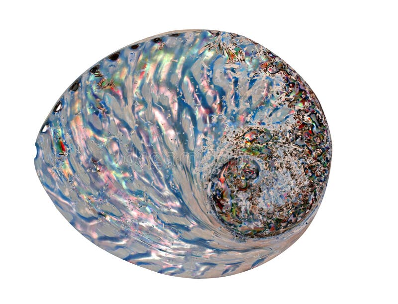 Close up of Seashell stock photo. Image of black, nature - 43349666