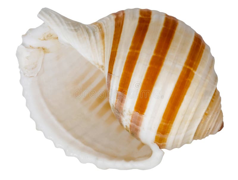 Seashell Isolated on White Background Stock Image - Image of ocean ...