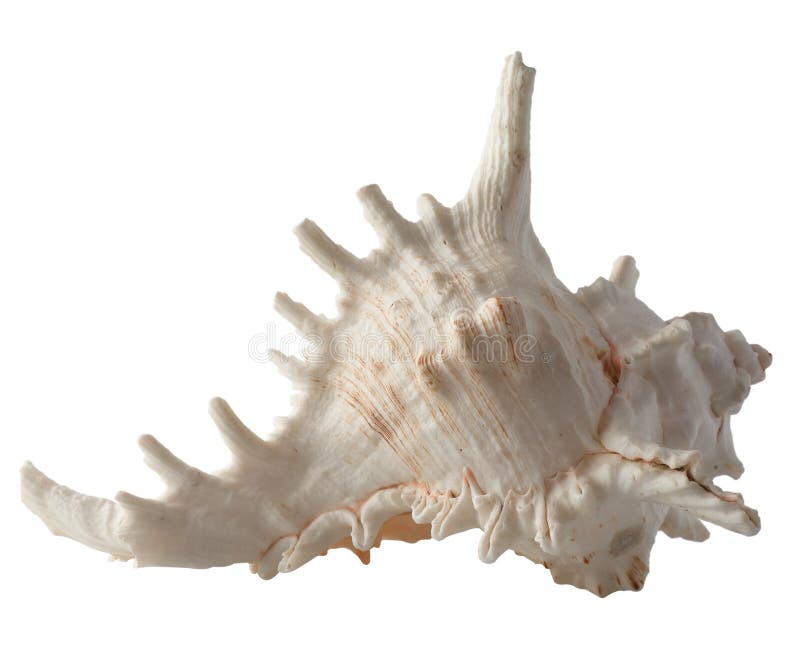 Seashell Isolated on White Background Stock Image - Image of studio ...
