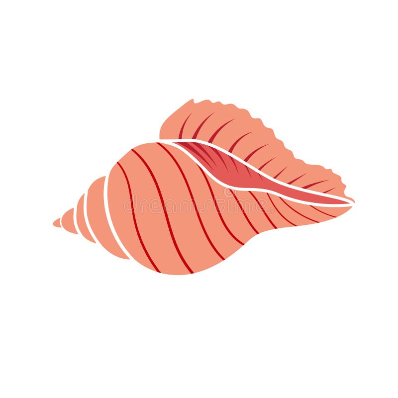 Seashell Isolated on White Background Stock Vector - Illustration of ...