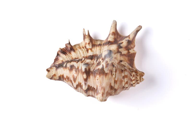 Seashell Isolated on a White Background. Stock Image - Image of ...
