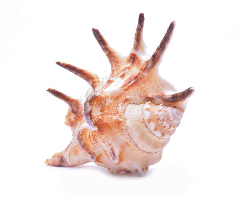 Seashell Isolated on White Background Stock Photo - Image of animal ...