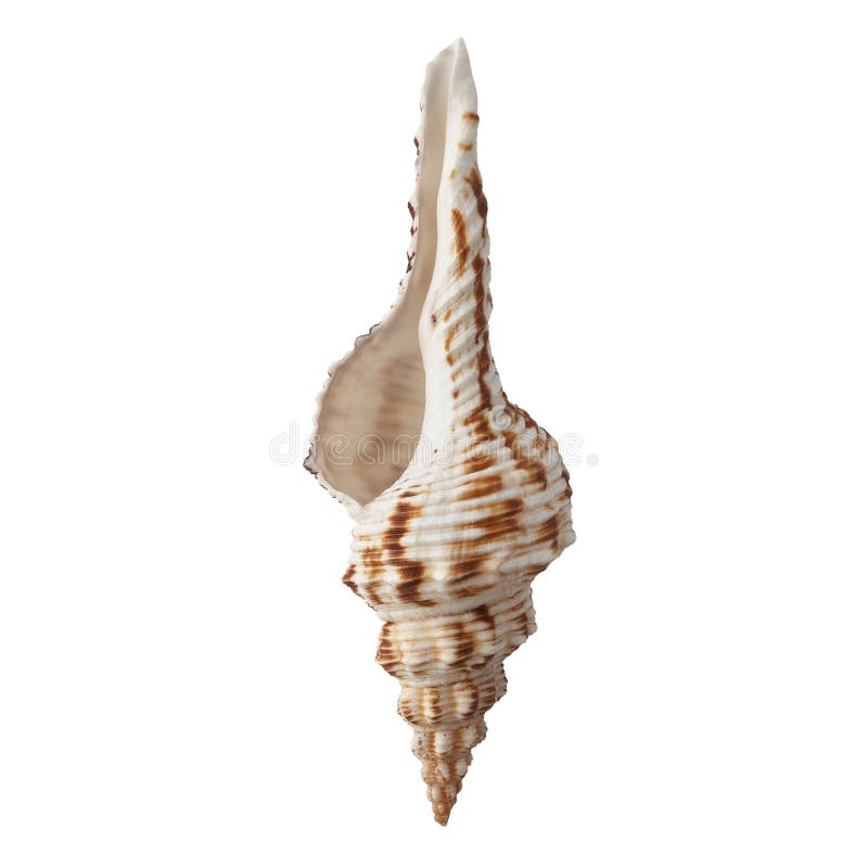 Seashell Isolated on White Background Top View Stock Photo - Image of ...