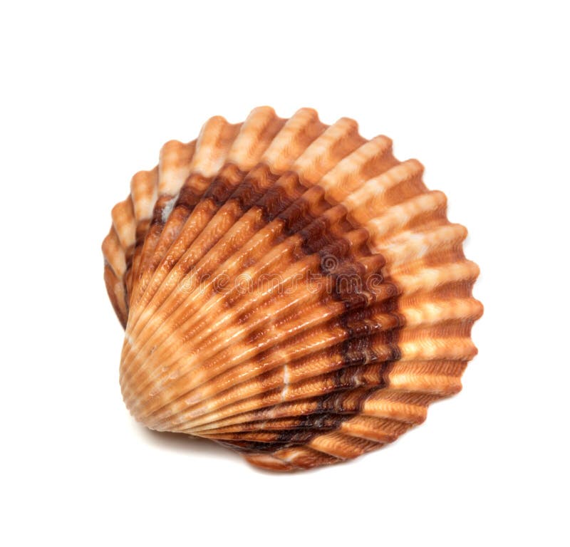Seashell on White Background Stock Image - Image of aquatic, bivalve ...