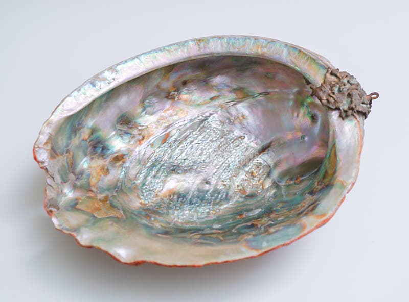 Iridescent Shell Stock Photos - Download 559 Royalty Free Photos