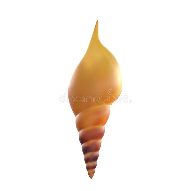 Seashells vector icons stock vector. Illustration of seashell - 58978215