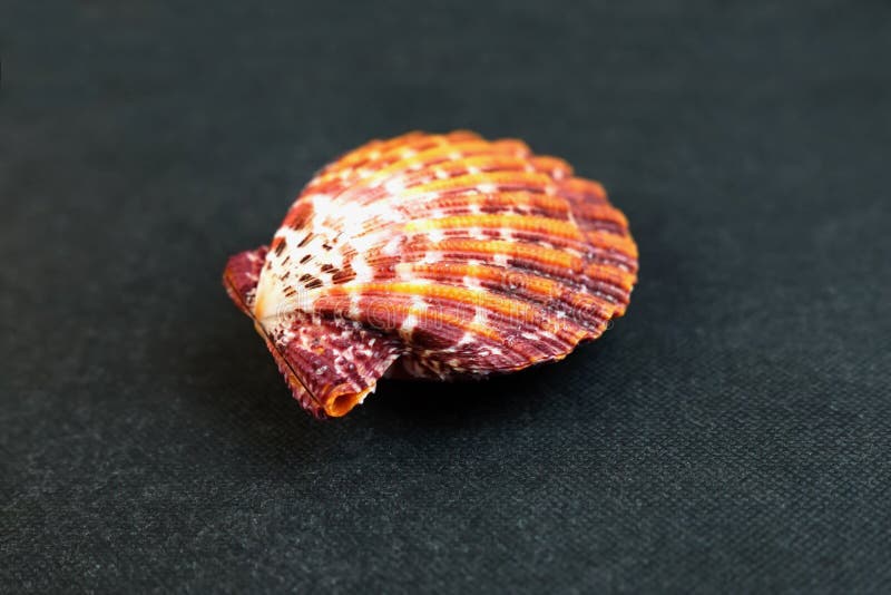 A Seashell. Large Scallop Shells Stock Image - Image of dark, exotic ...