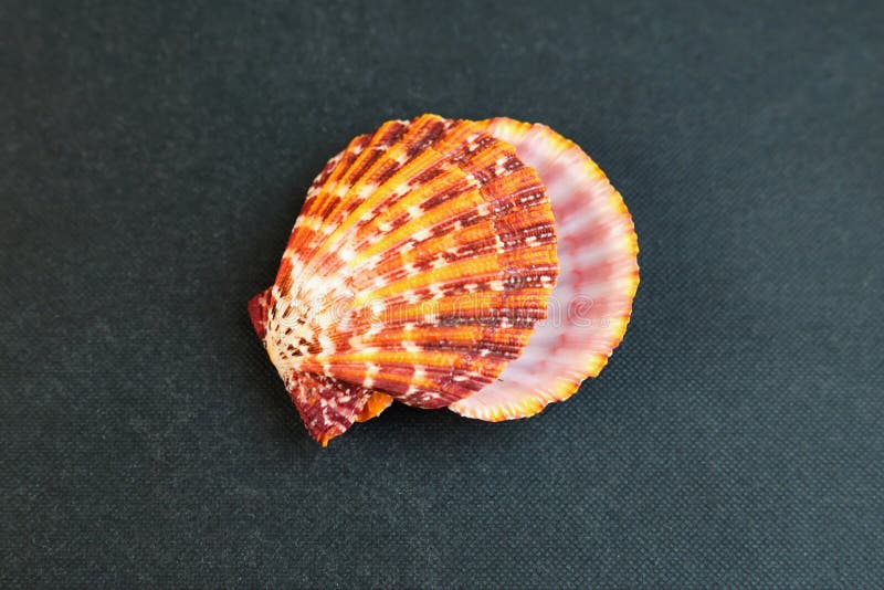 A Seashell. Large Scallop Shells Stock Image - Image of dark, exotic ...