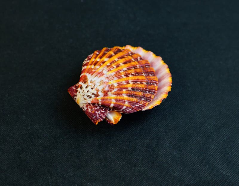 Large Scallop Glass Sea Shell on Blue Pebble Under Water Droplet Stock ...