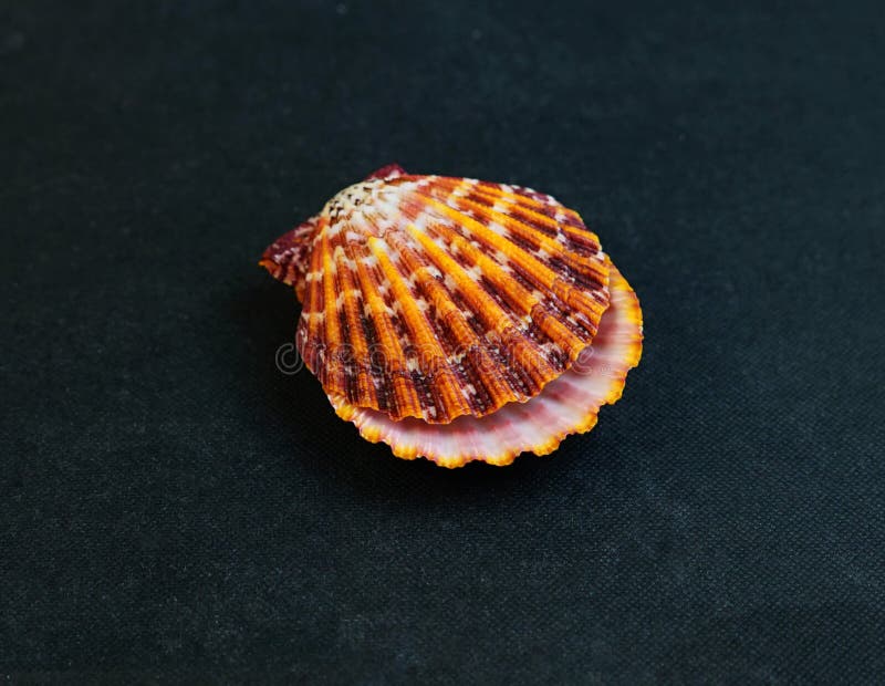A Seashell. Large Scallop Shells Stock Image - Image of closeup ...