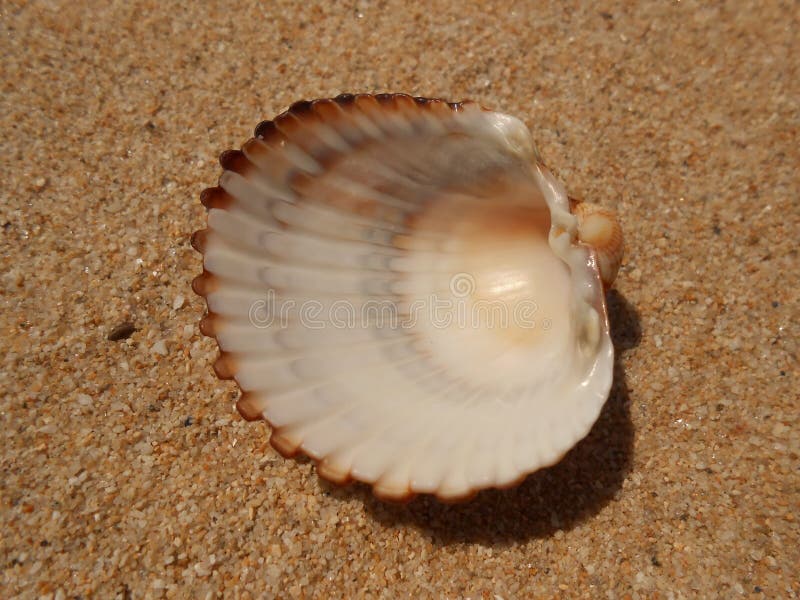Seashell Laying on the Back Stock Photo - Image of shot, golden: 76398632