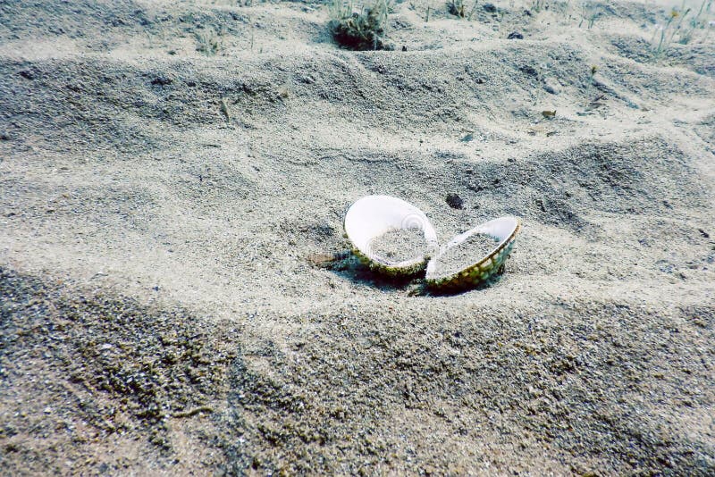 Seashell Laying on Sandy Seabed Acanthocardia Tuberculata Underwater ...