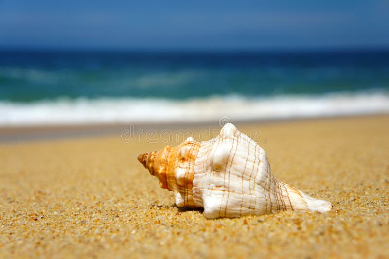 Shell on sand beach stock image. Image of diving, calm - 21666803