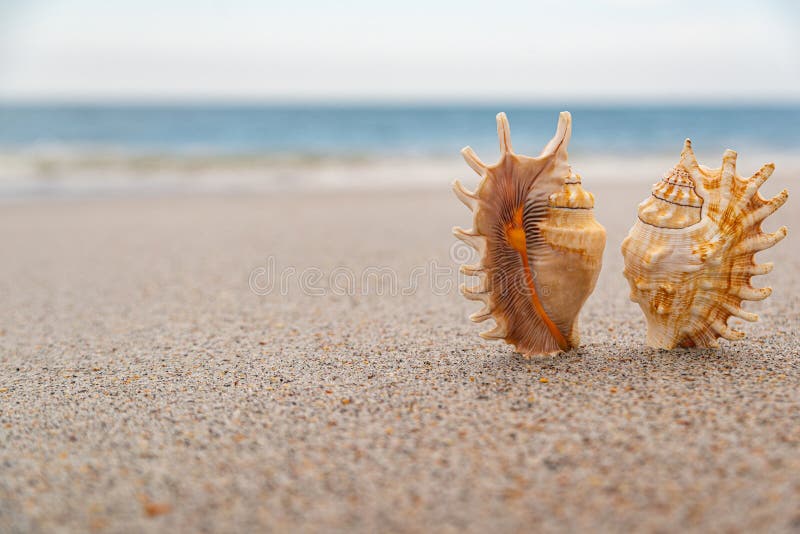 Seashell Lies on the Sand on the Ocean Shore. Space for Text Stock ...