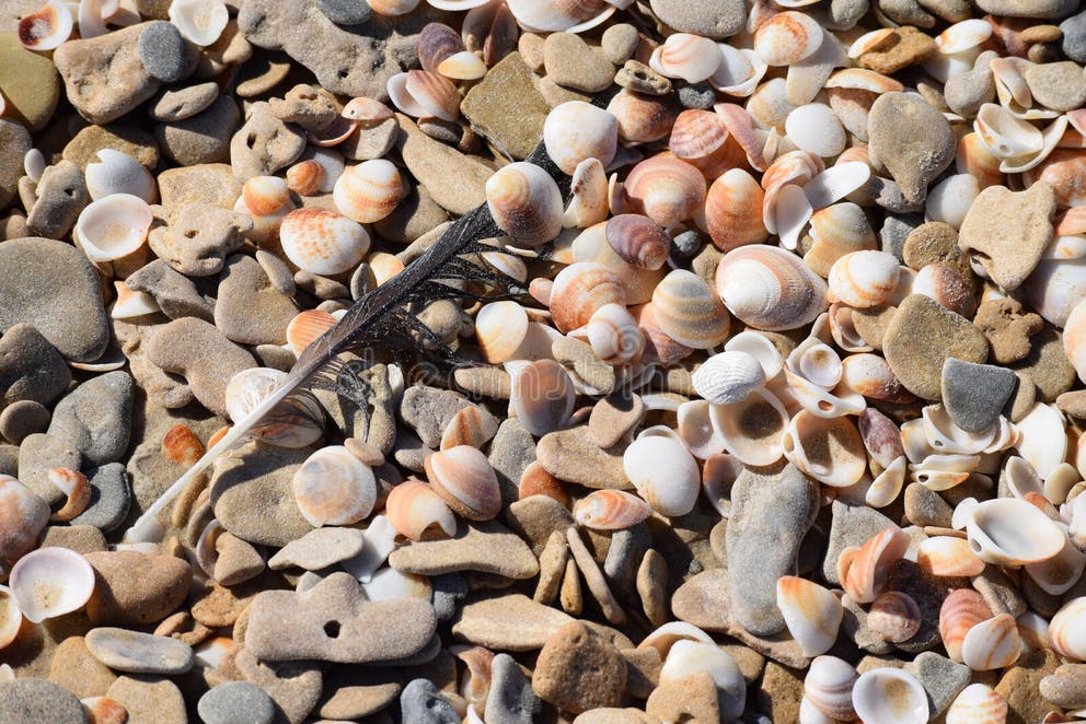 Seashell stock photo. Image of asphalt, food, rubble - 262087184