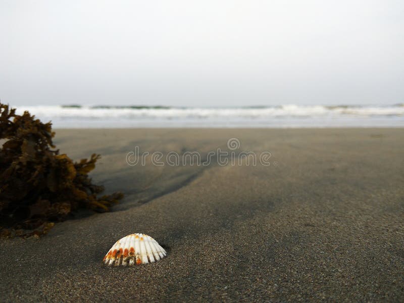 Seashell lying on a beach stock image. Image of beach - 97532623