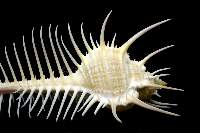 Seashell Macro stock image. Image of vacation, delicate - 304525