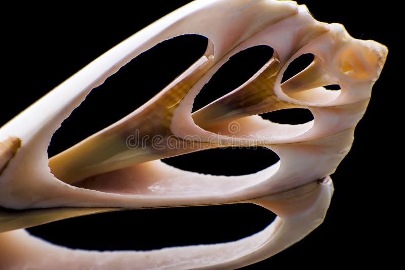 Seashell macro detail stock photo. Image of organic, body - 39804480