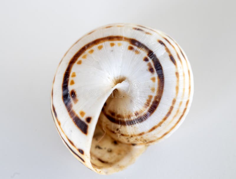 Seashell, Macro Photo. the Golden Ratio Spiral is Clearly Present Stock ...