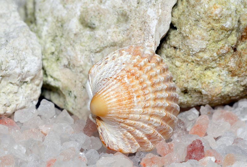 Seashell - Macro / Muschel - Makro Stock Photo - Image of tail, shell ...