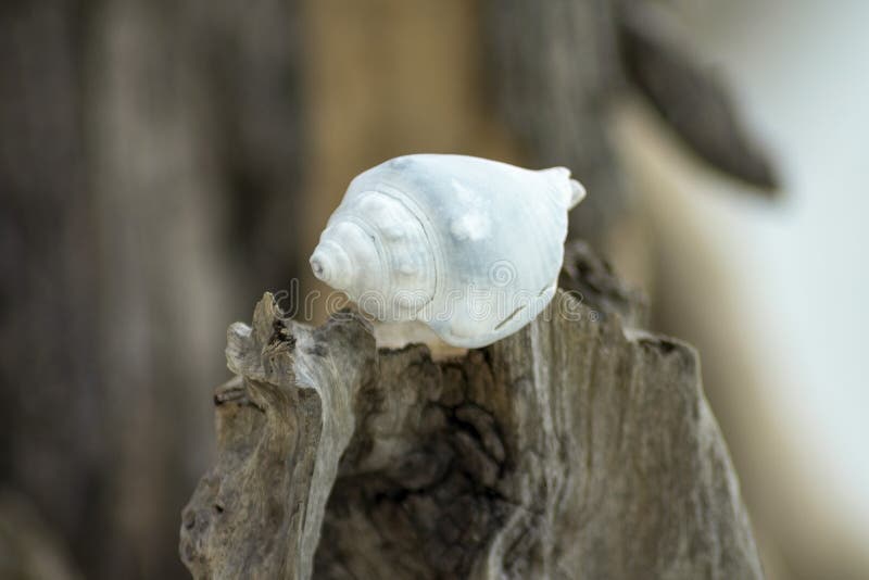 Seashell Macro, Spiraled Seashell on a Tree at the Beach Stock Photo ...